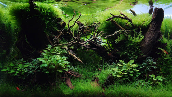 AquaZen - Expert en Aquascaping