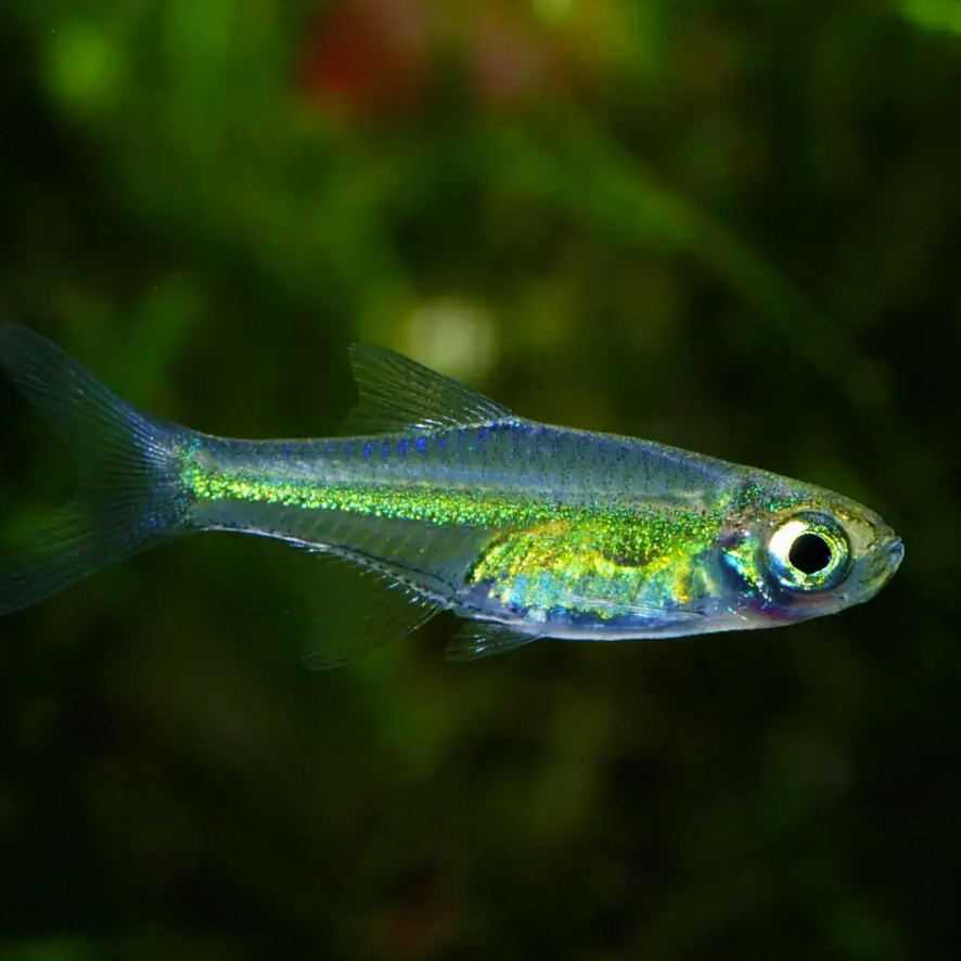 Neon Green Rasbora (Microdevario kubotai) – AquaZen