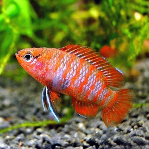 AquaZen - Expert en Aquascaping