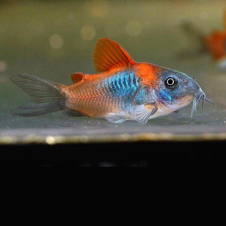 AquaZen - Expert in Aquascaping