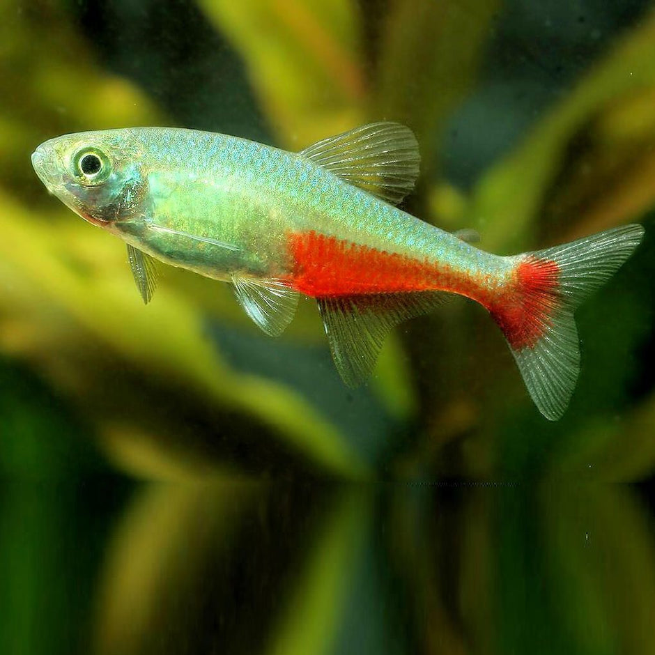 AquaZen - Expert in freshwater and saltwater aquariums