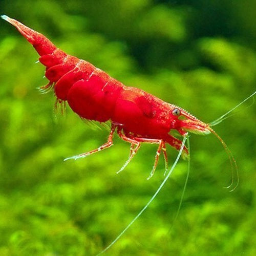 AquaZen - Expert in freshwater and saltwater aquariums